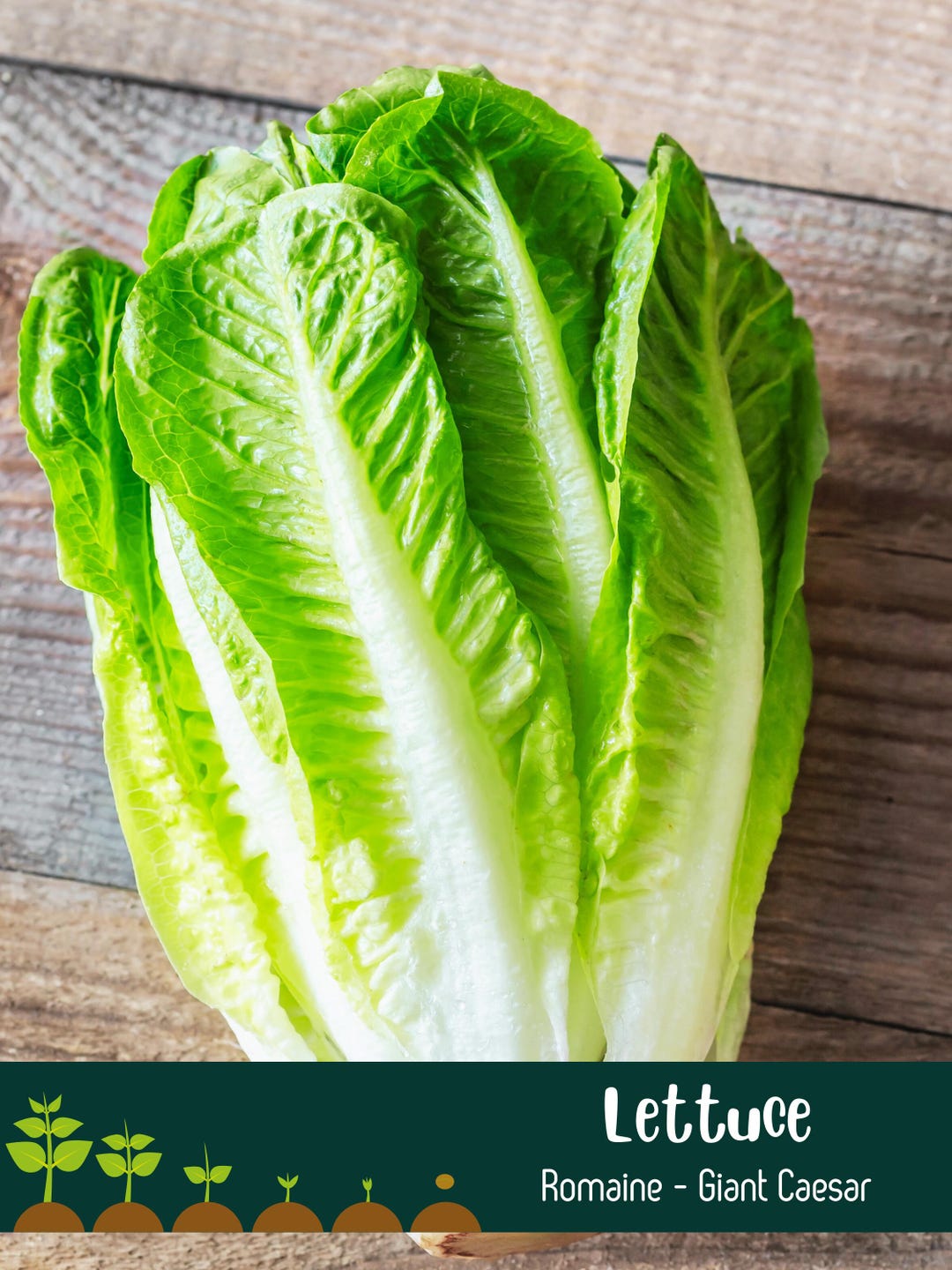 Giant Caesar Romaine Lettuce Seeds: Heirloom, Non-gmo - Etsy