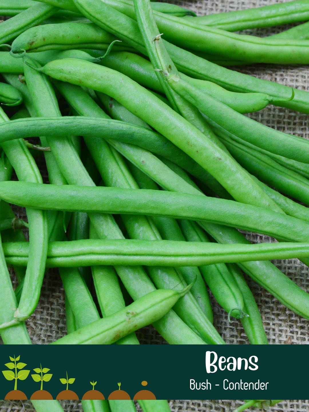 Bean Seeds - Contender Bush Bean Seeds - Etsy