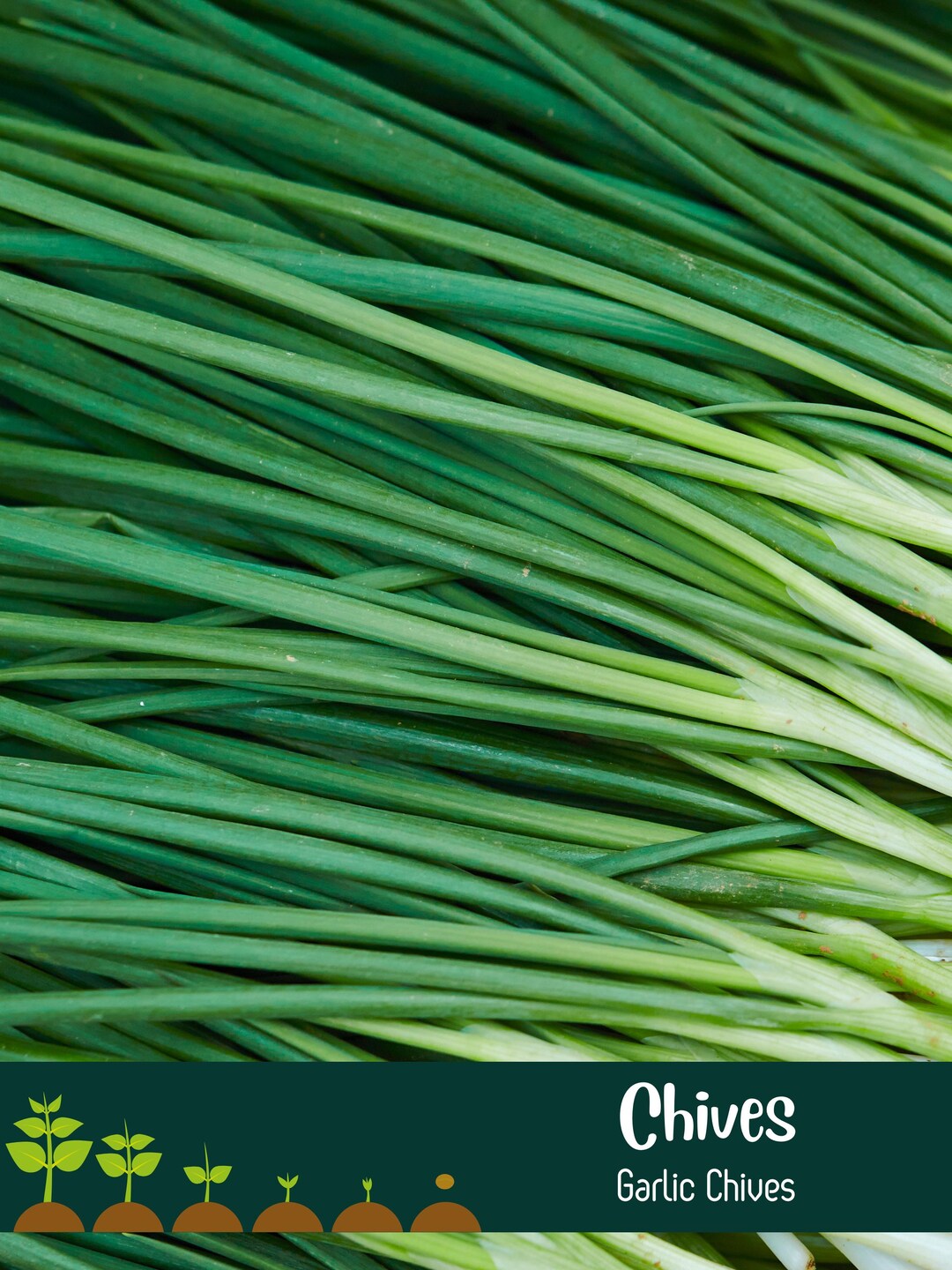 Garlic Chive Seeds: Non-gmo Heirloom Herb (2 Grams) - Etsy