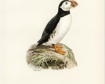 Atlantic Puffin Poster - Etsy