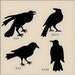 Crow Flock 1 Stencil - 4 Images Primitive Bird Stencil Raven for ...
