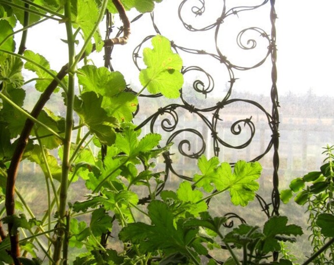 Bodacious Barbed Wire Trellis Bristling With Random Spiky Spirals Made ...