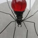 Blood Red Sun Catcher Window Spider Hanging Art Made to Order - Etsy