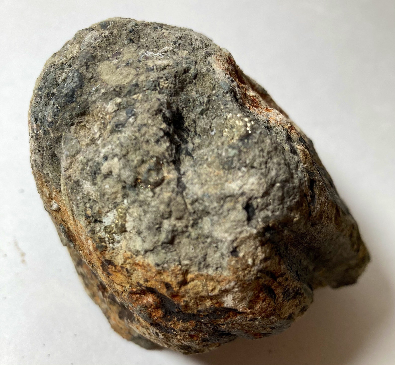 Petrified Wood With Pyrite - Etsy