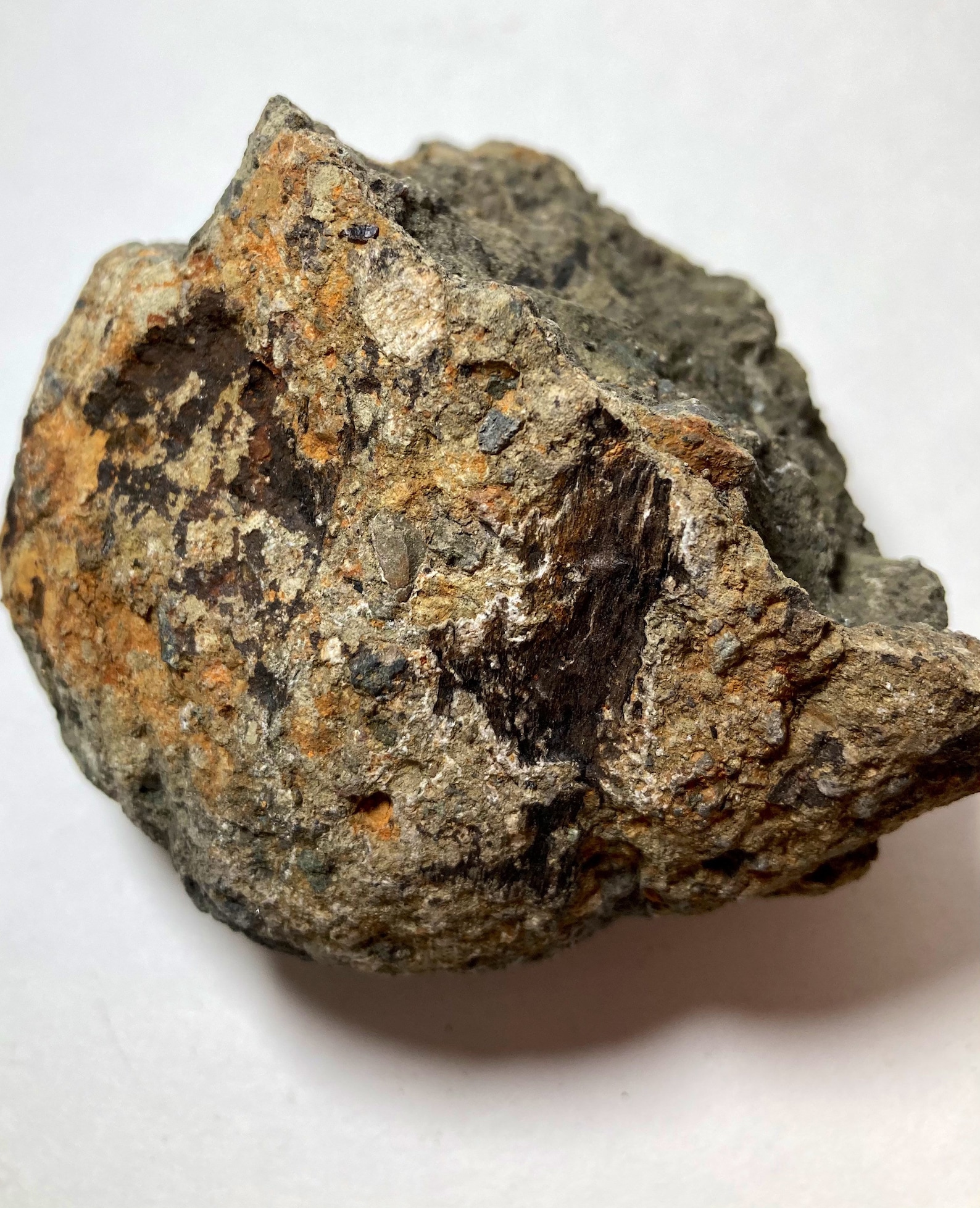 Petrified Wood With Pyrite - Etsy