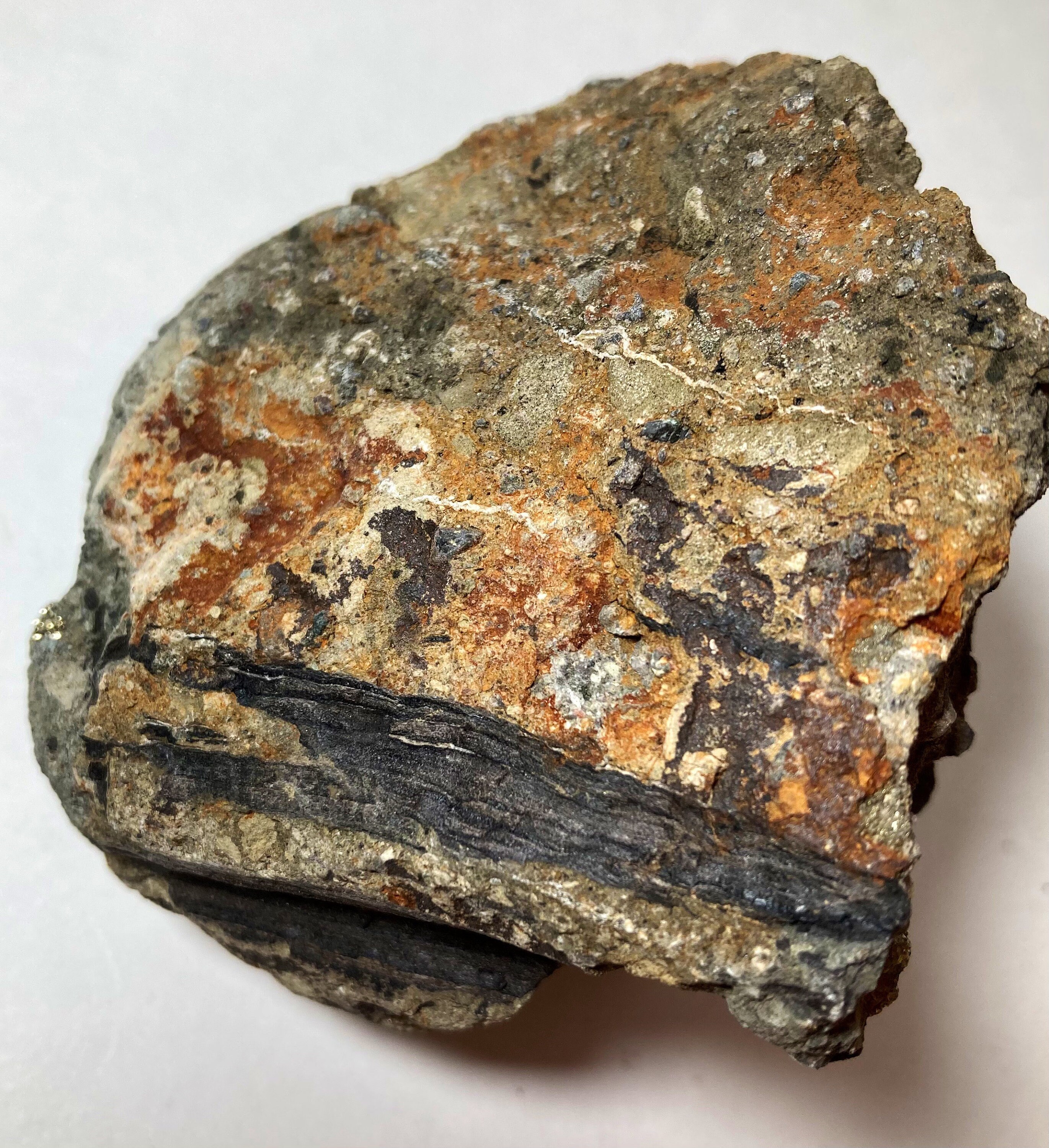 Petrified Wood With Pyrite - Etsy