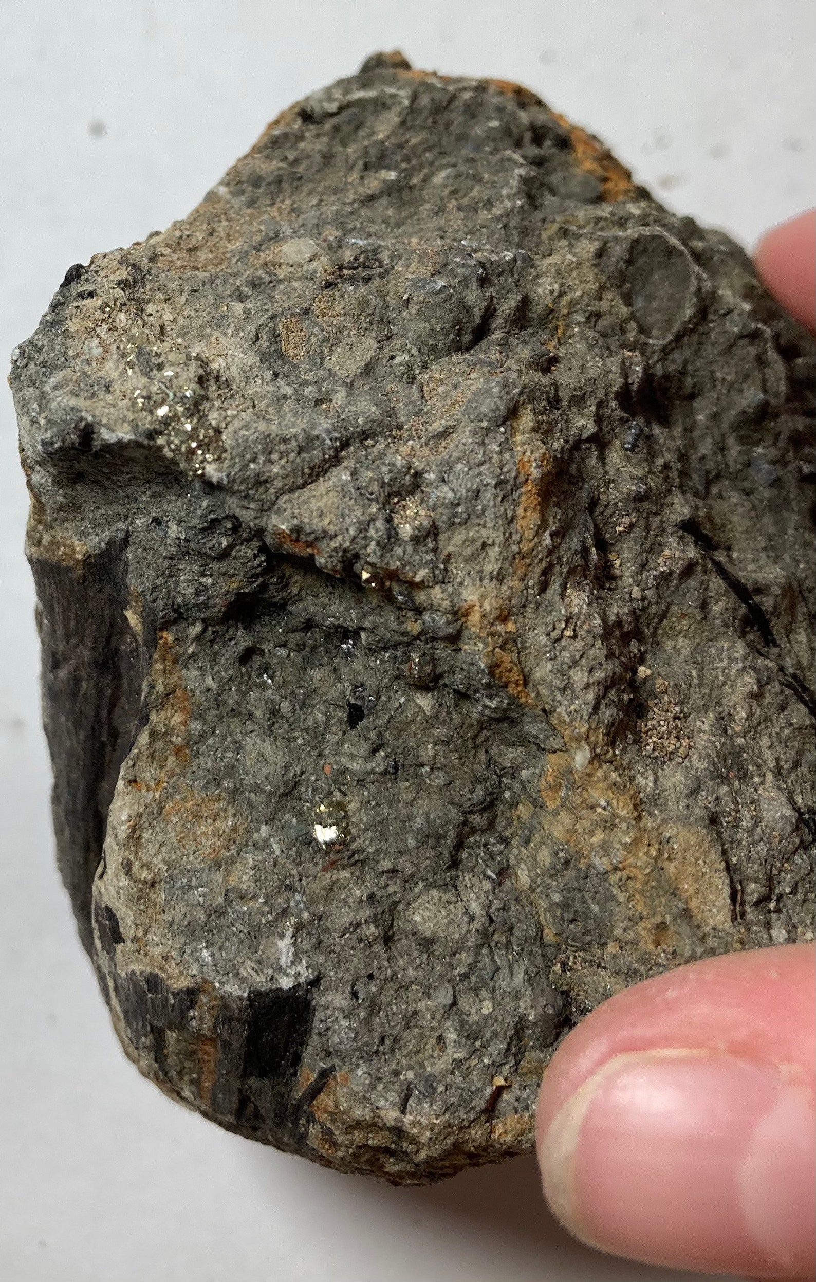 Petrified Wood With Pyrite - Etsy