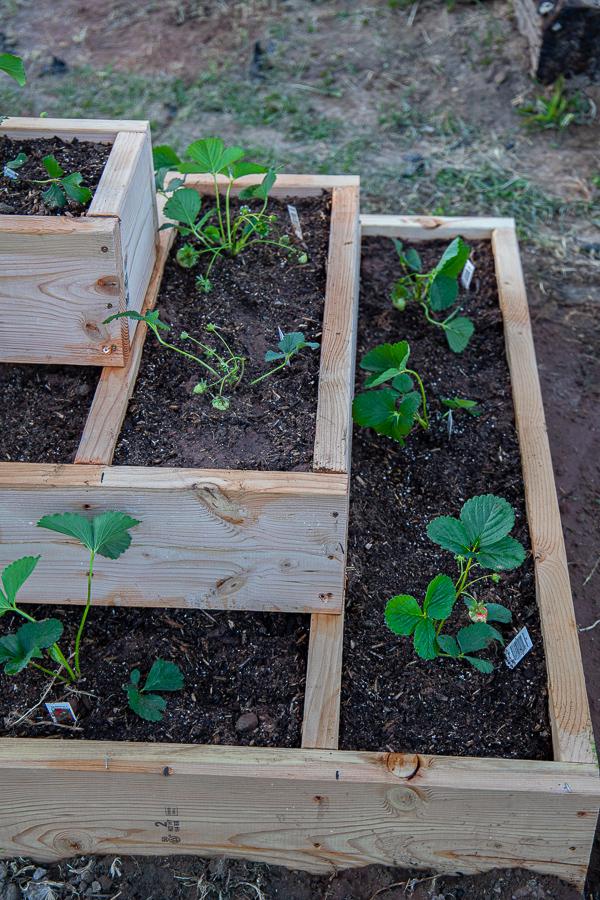 Easy Strawberry Planter Building Plans - Etsy