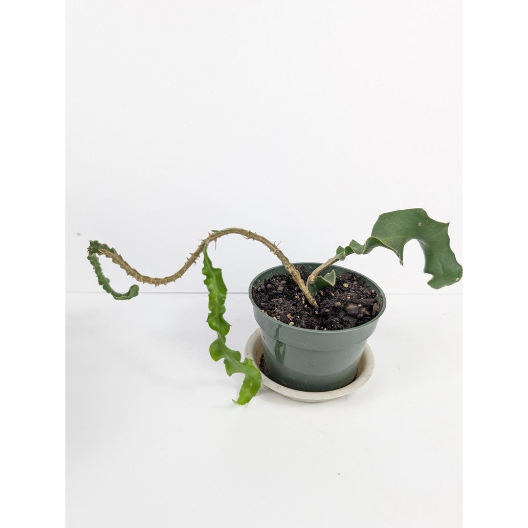 Epiphyllum Guatemalense Monstrosa "curly Orchid Cactus" Live Plant 4 ...