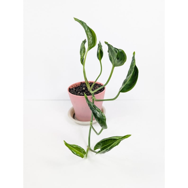 Shangri La Pothos (godzilla) Rare Live Plant 4 Inch Pot - Etsy