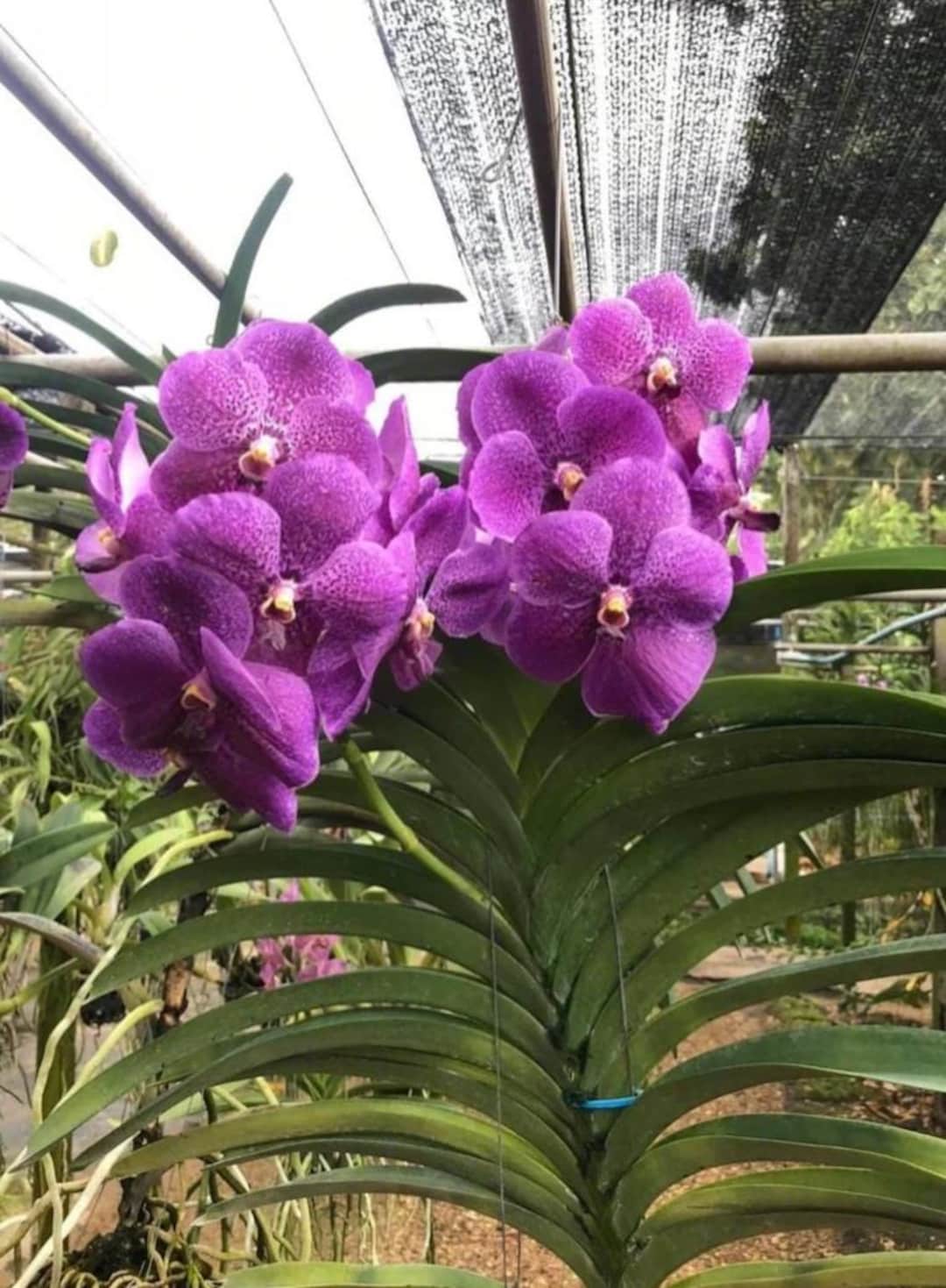 Extra-large Blue Vanda ‘robert’s Delight’ Orchid – Rare Tropical Orchid ...