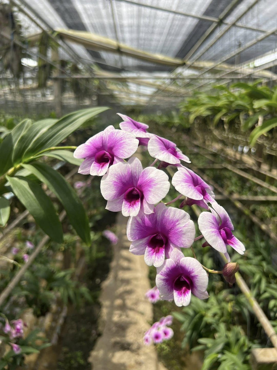 Yaya Victoria Orchid – Rare Hybrid, Large Purple Blooms, Lightly ...