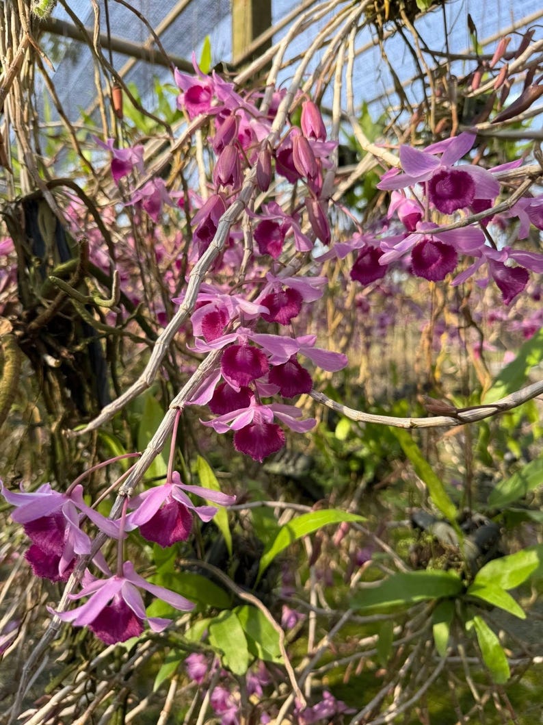 Dendrobium Nestor Orchid – Deep Pink Flower, Hybrid, Limited Collector ...