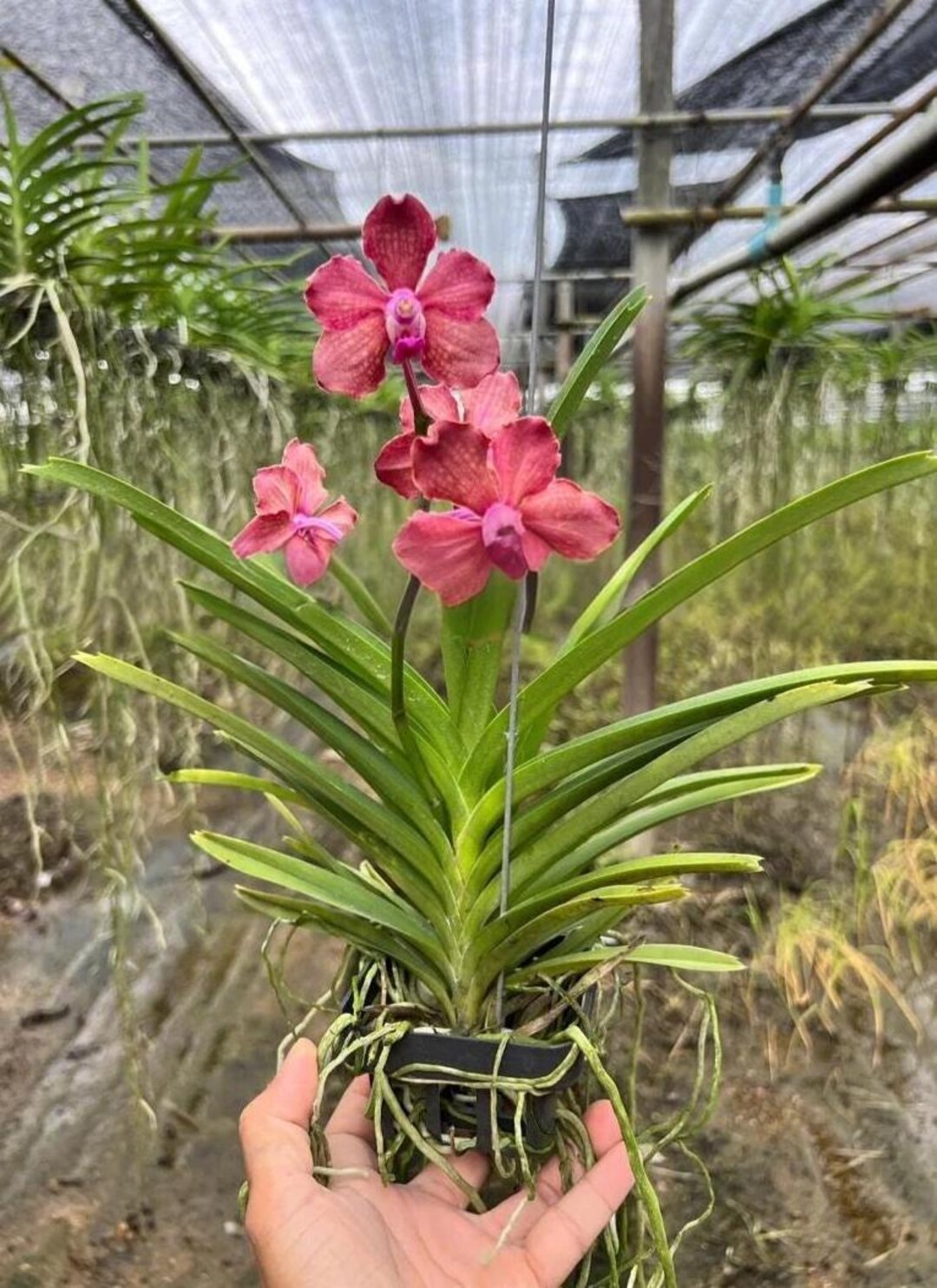 Rosy Glow Vanda Hybrid Orchidee – (kultana × Mimi Palmer) | Fragrant ...