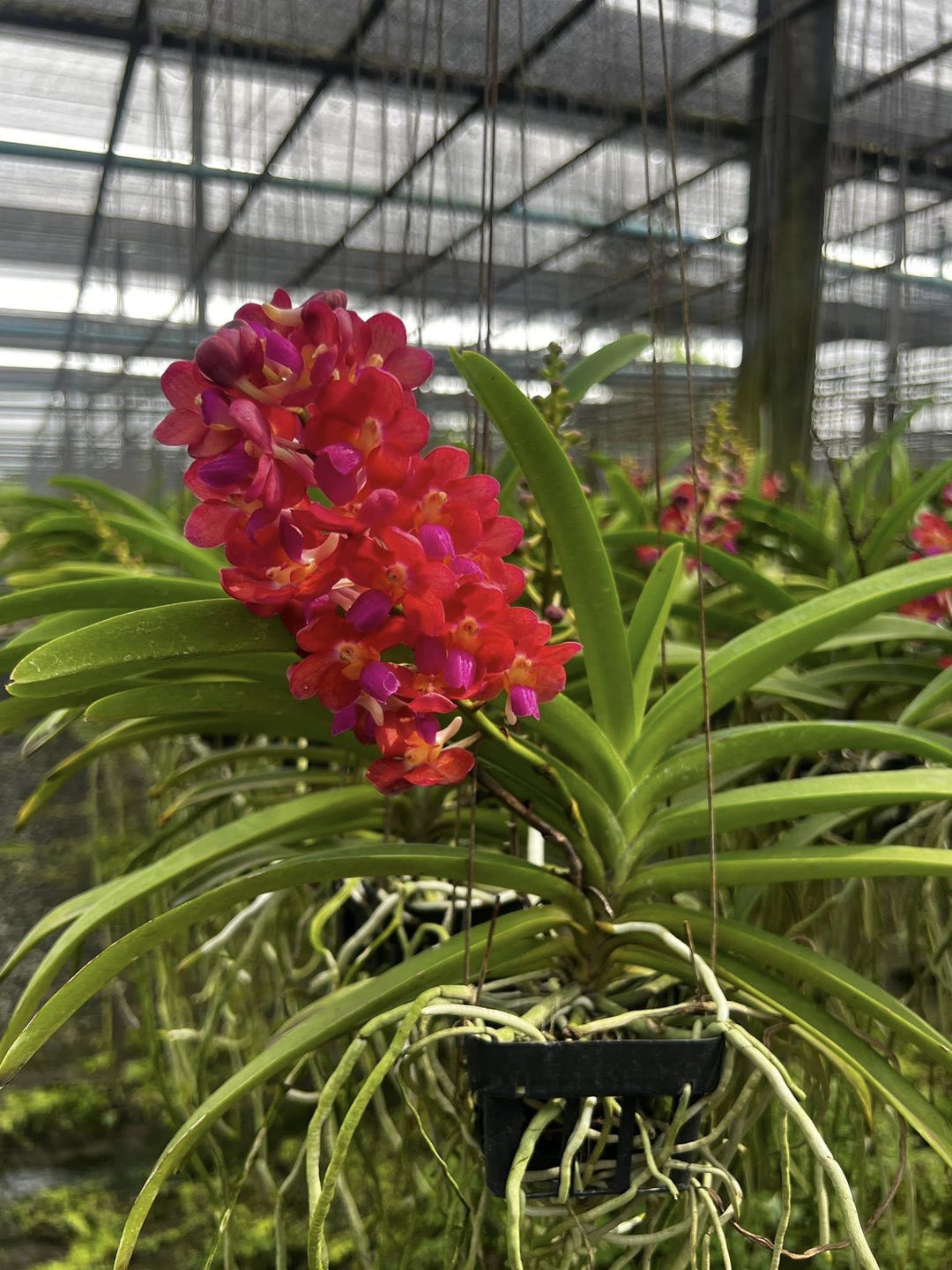 Ruby Hybrid Thai Vanda Orchid (pine River × Bangkok Sunset) "ruby and ...