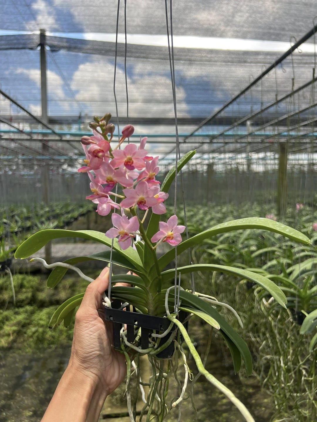 Rhynchostylis Koishi Orchid – Pink Floral Display Accent for Home or ...