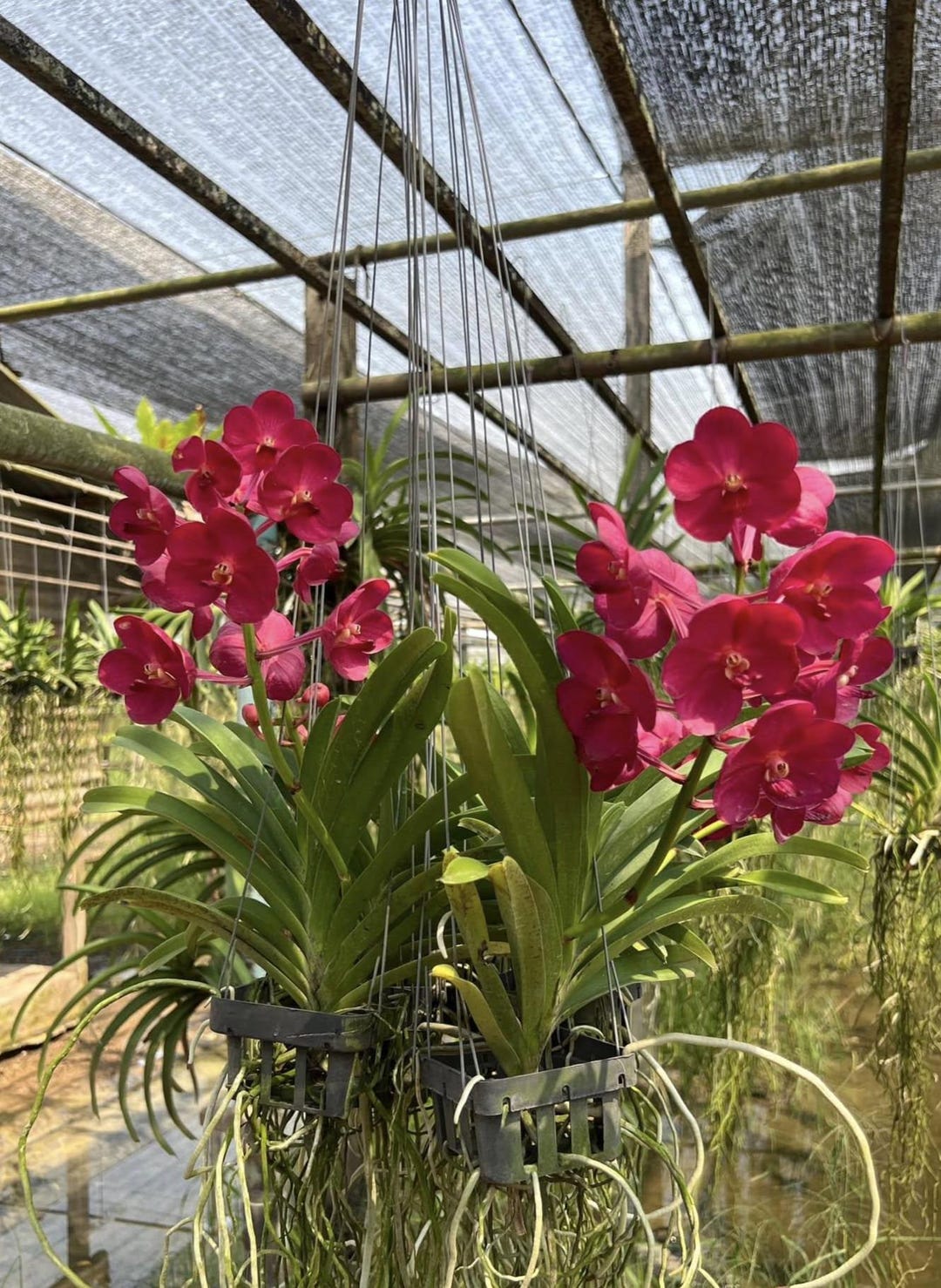 Vanda Saint Valentine Orchid – Rare Hybrid With Romantic Pink Blooms ...