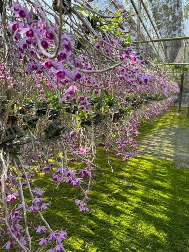 Dendrobium Nestor Orchid – Deep Pink Flower, Hybrid, Limited Collector ...