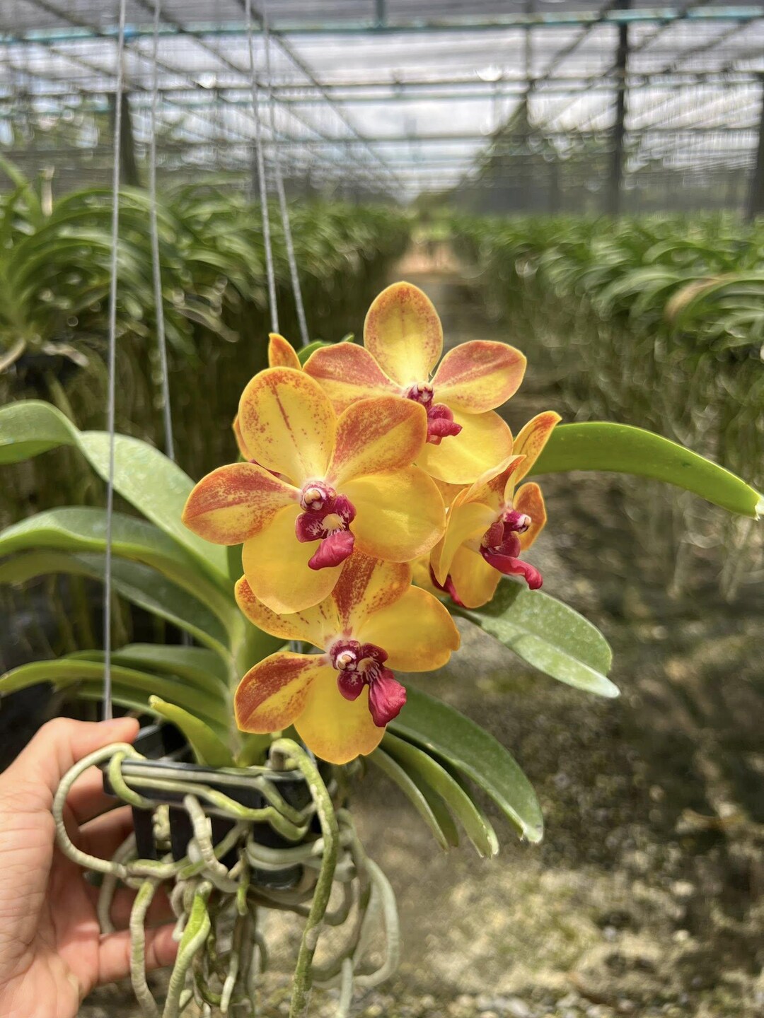 Rare Vanda Orchid “ploenpit Prize” – Yellow Hybrid With Giant Exotic ...