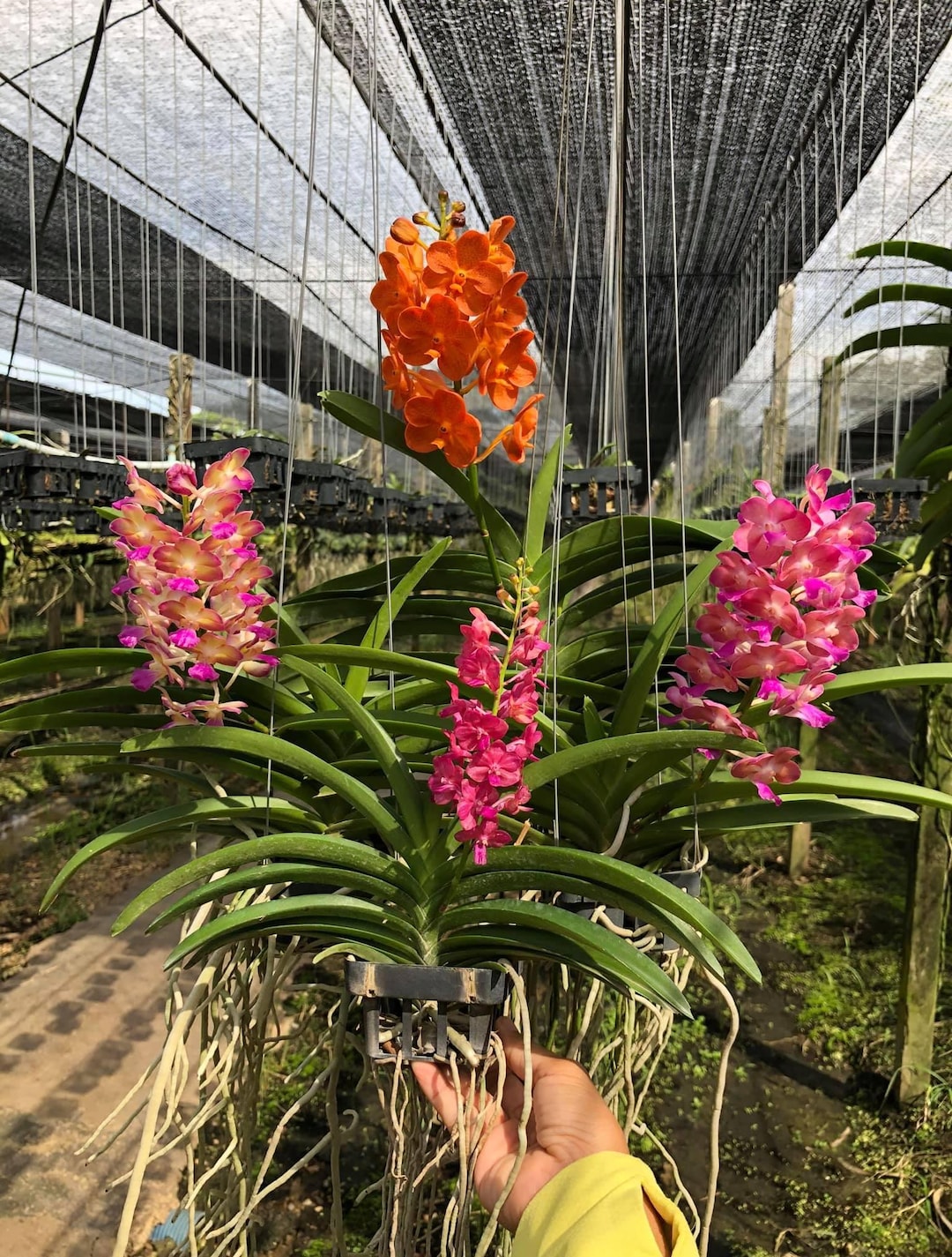 Set of 4 Thai Orchid Collection: Live Vanda Hybrid Plants, Assorted ...