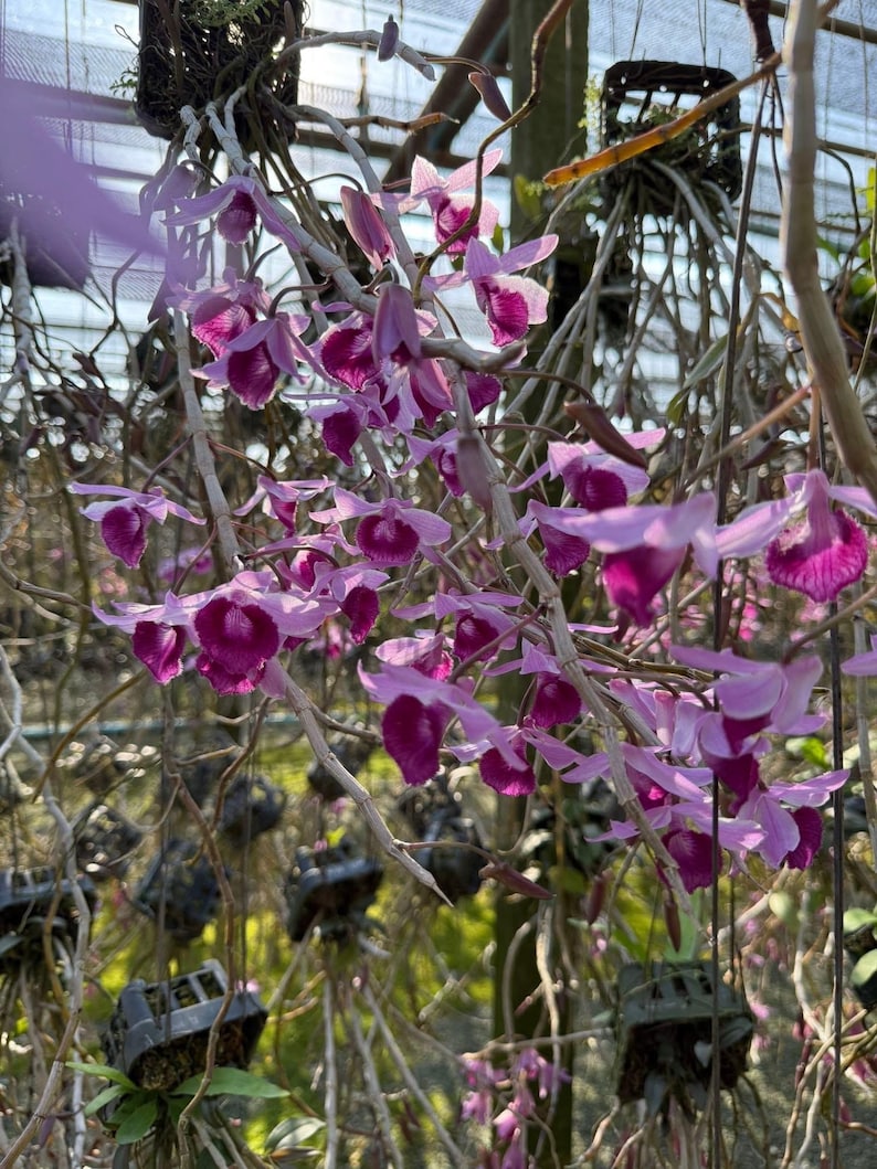 Dendrobium Nestor Orchid – Deep Pink Flower, Hybrid, Limited Collector ...