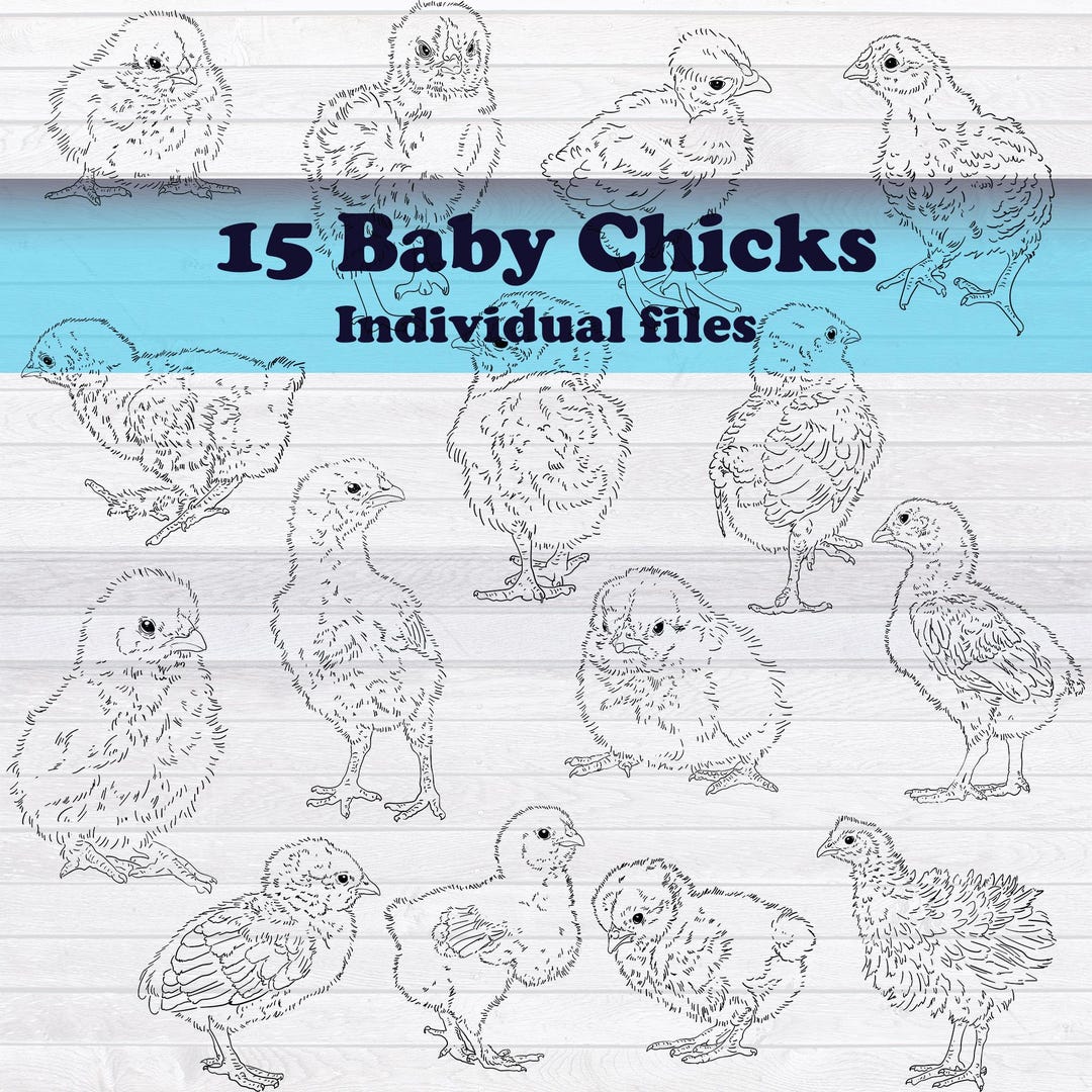 15 Baby Chick Line Art SVG Farm Animal Chick Clipart Hand Drawn Chick ...