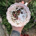 Witches Brew...organic Herbal Loose Leaf Tea, Caffeine Free ~ Ritual ...