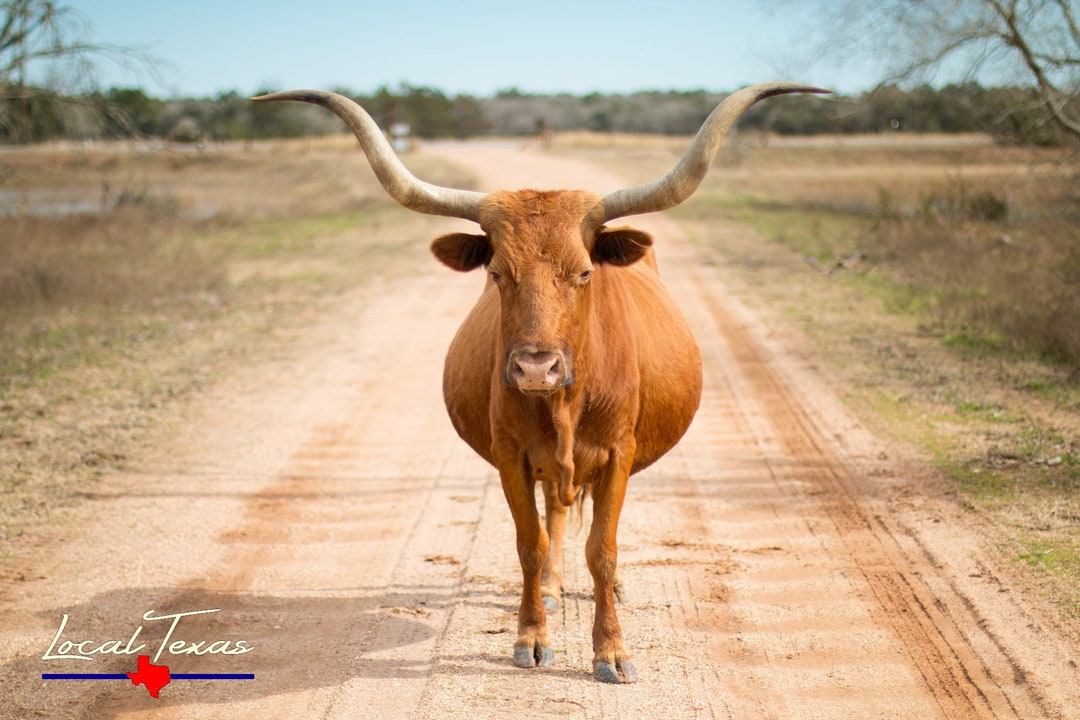 Texas Roadblock Unframed Photo Print Longhorn Cow Texas Wall Art Rural ...