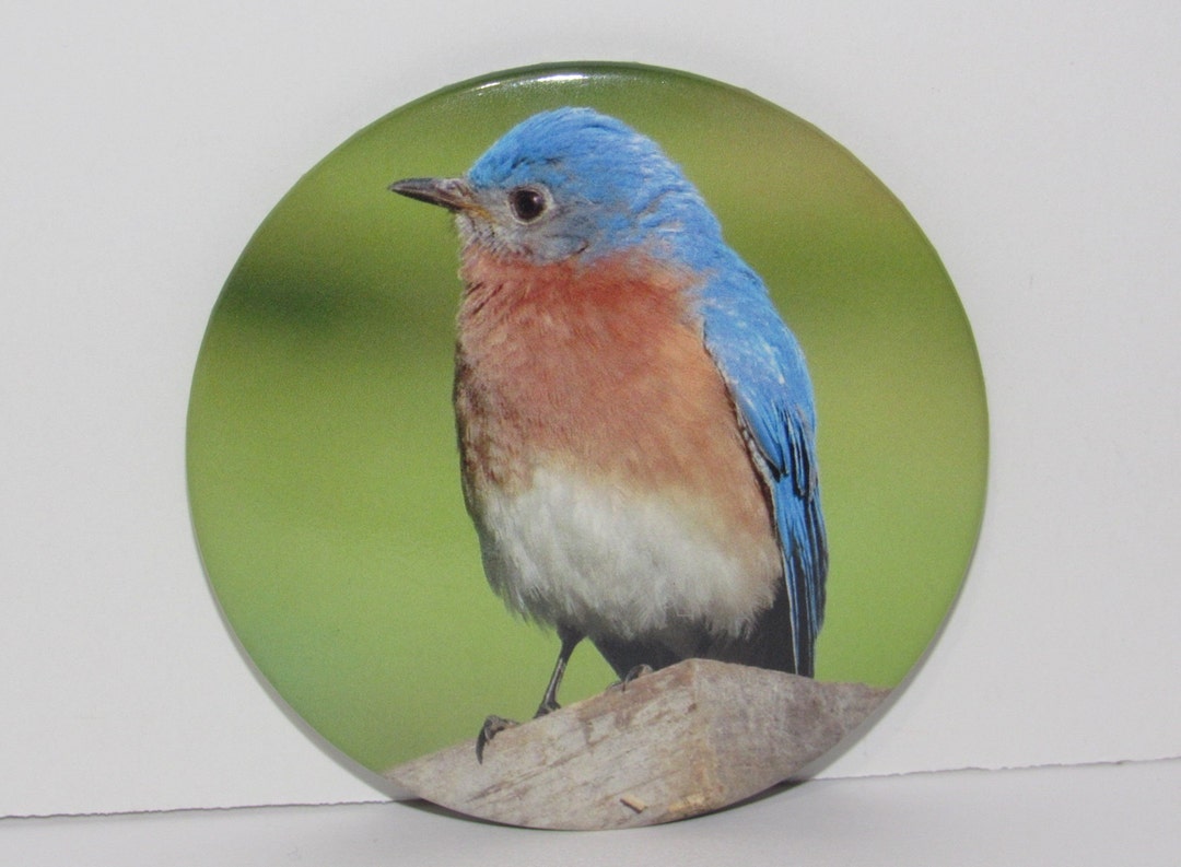 Rural Wildlife Backyard 3" Photo Magnet Bluebird - Etsy