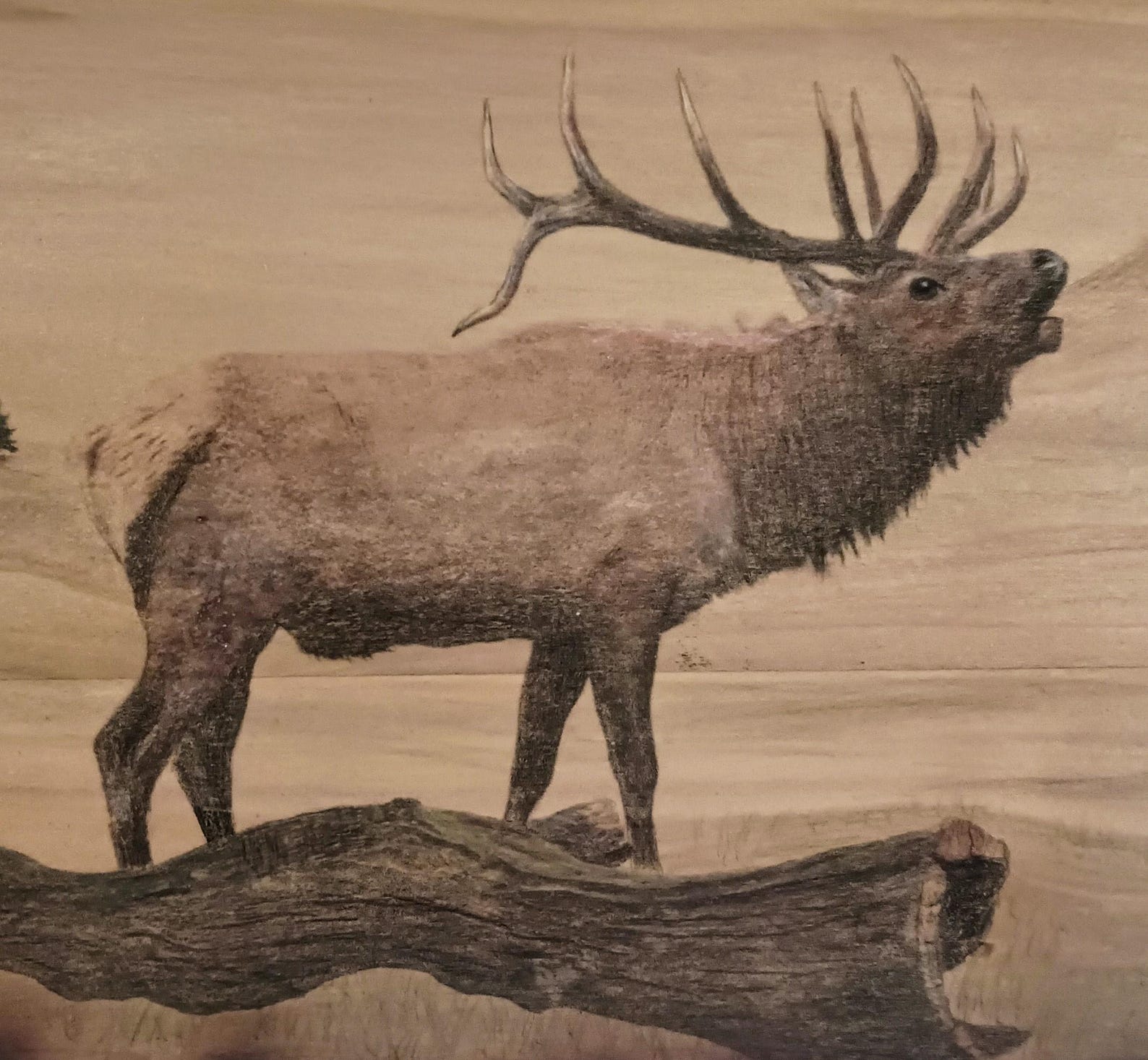 Drawing of a Bugling Bull Elk With Cows on Poplar Wood - Etsy