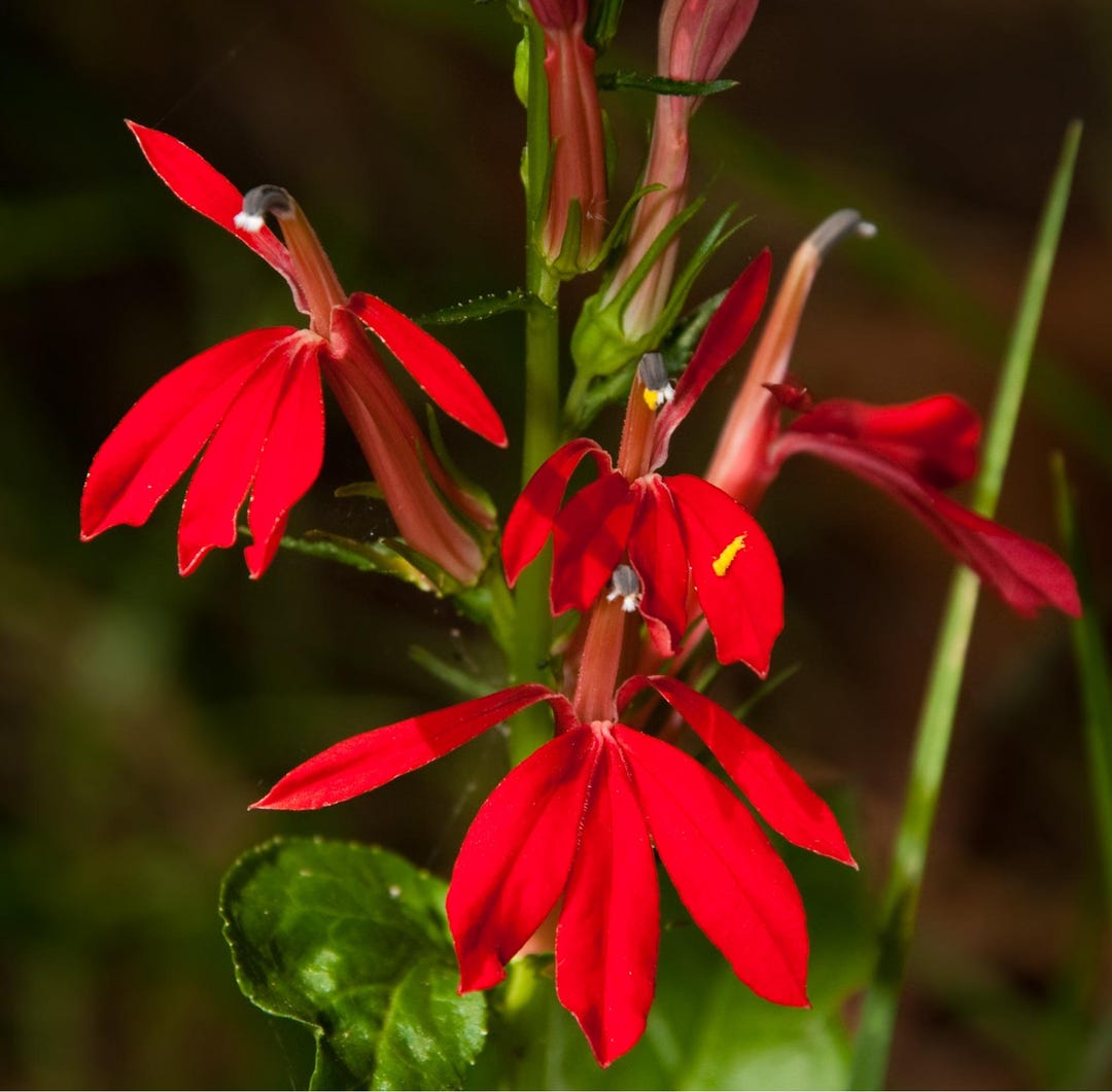 100+ Cardinal Flower Seeds, Lobelia Cardinalis, Stamped Seed Packet ...