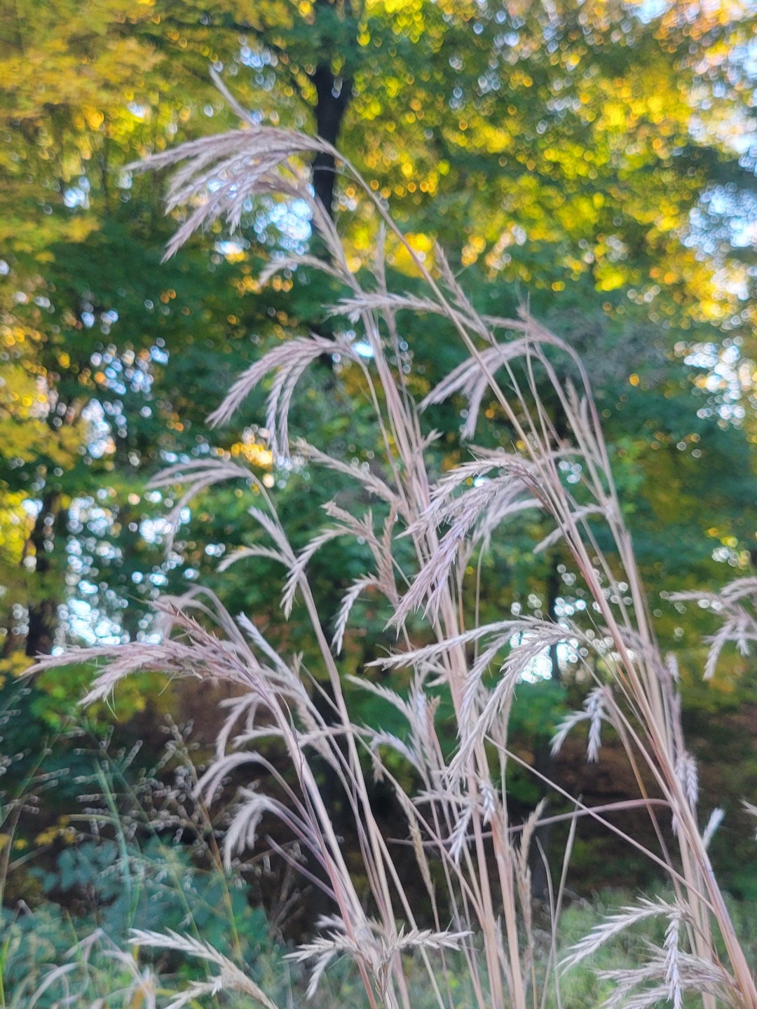 50+ Big Bluestem Seeds, Andropogon Gerardii, Stamped Seed Packet ...