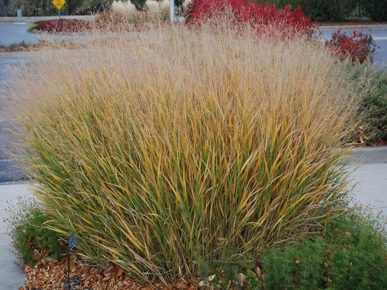 75+ Switch Grass Seeds, Panicum Virgatum, Hand Carved Stamped Packet ...