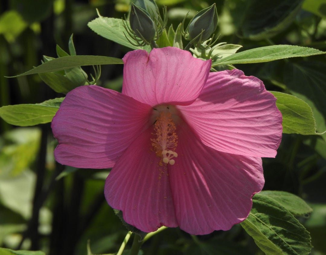 25+ Seeds Hardy Hibiscus Wild Form, Hibiscus Moscheutos, Stamp Seed ...