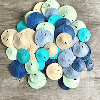 Sand Dollar Designs! - Etsy
