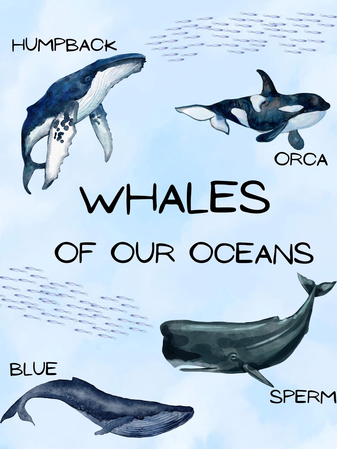 Whale Species Poster - Etsy