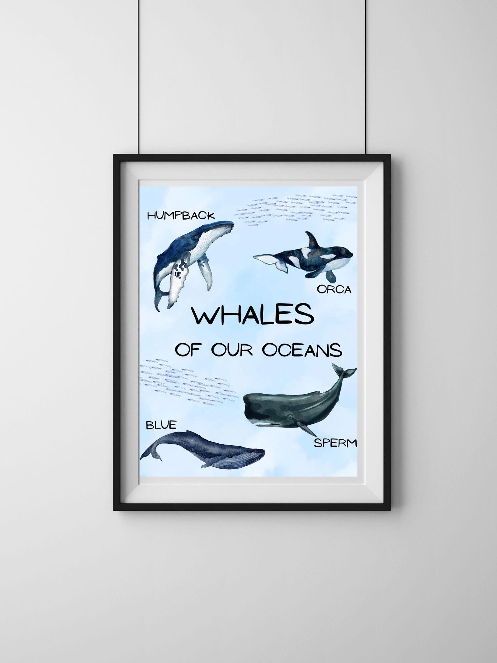 Whale Species Poster - Etsy