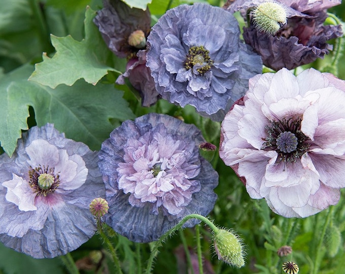 Amazing Grey Poppy Seeds | Luscious Grey-mauve Double Petaled Flowers ...