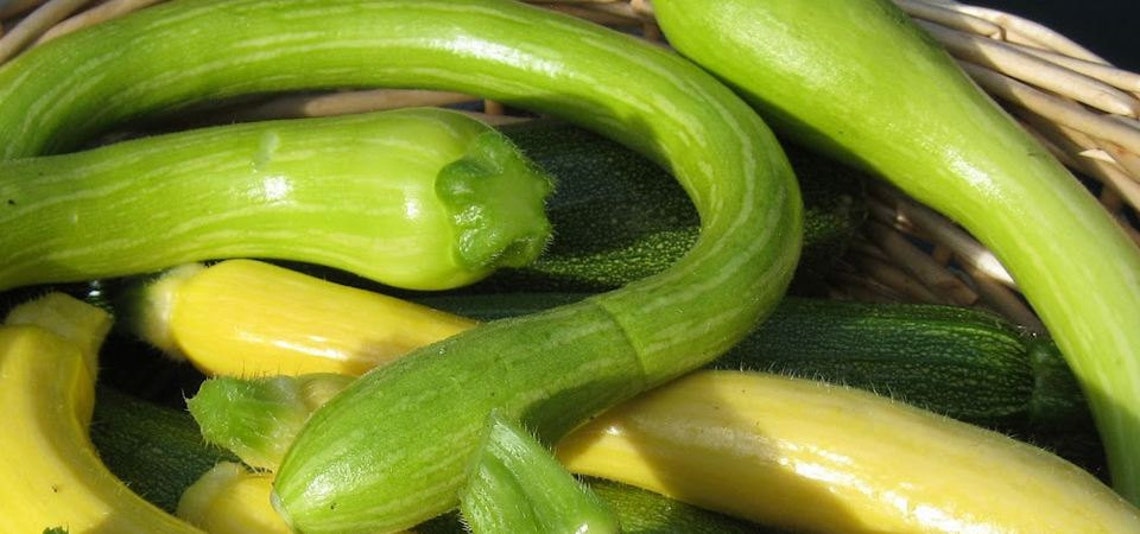 Squash Tromboncino italienne courgette courge graines | Etsy