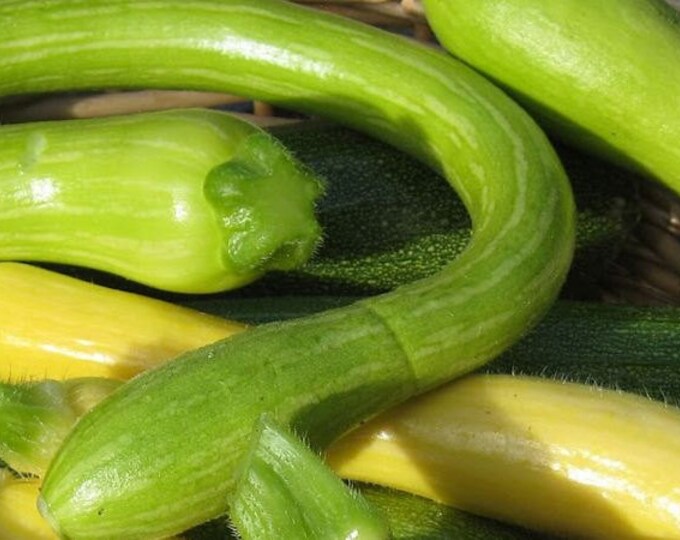 Squash,tromboncino Italian Zucchini Squash Seeds - Etsy