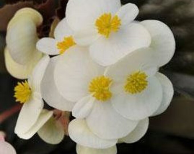 Begonia Beautiful Begonia White Flowers Bold Bronze Waxy - Etsy