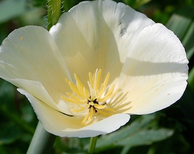 Poppy, White Linen California Poppy Seeds Elegant Low Growing Creamy ...