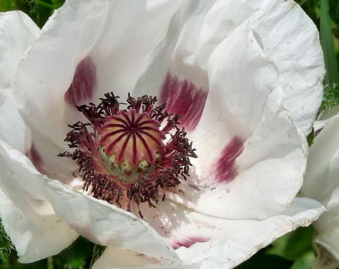 Poppy, Elka Poppy Seeds Perfect Culinary Poppy Seeds Fine Flavor White ...