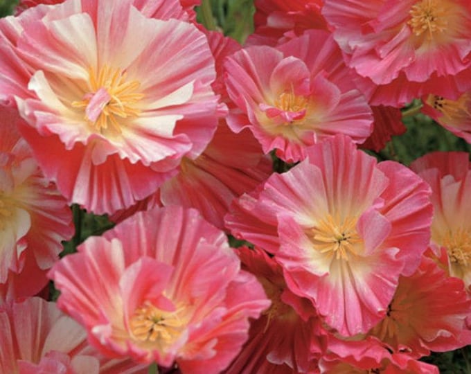 Poppy, Watermelon Heaven California Poppy Seeds - Rare Crepe Paper-like ...