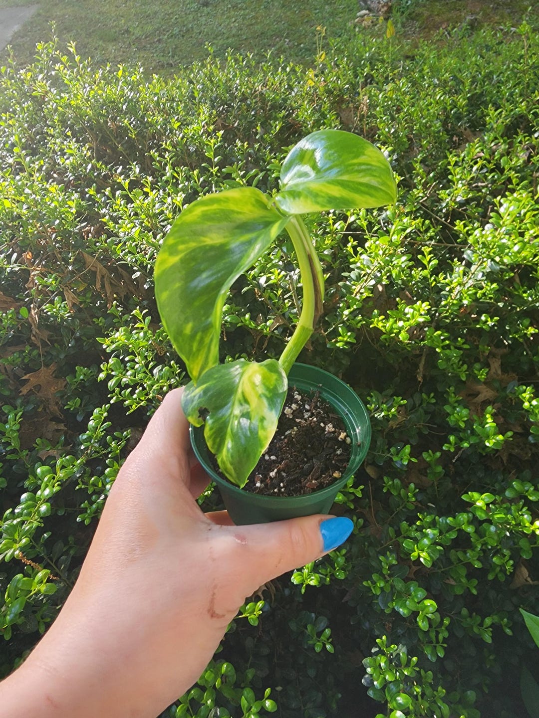 Rare Brazilian Golden Variegated Pothos – Rooted Cutting in 3” Pot ...