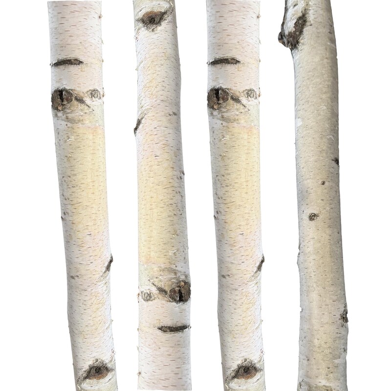 Birch Poles - Etsy