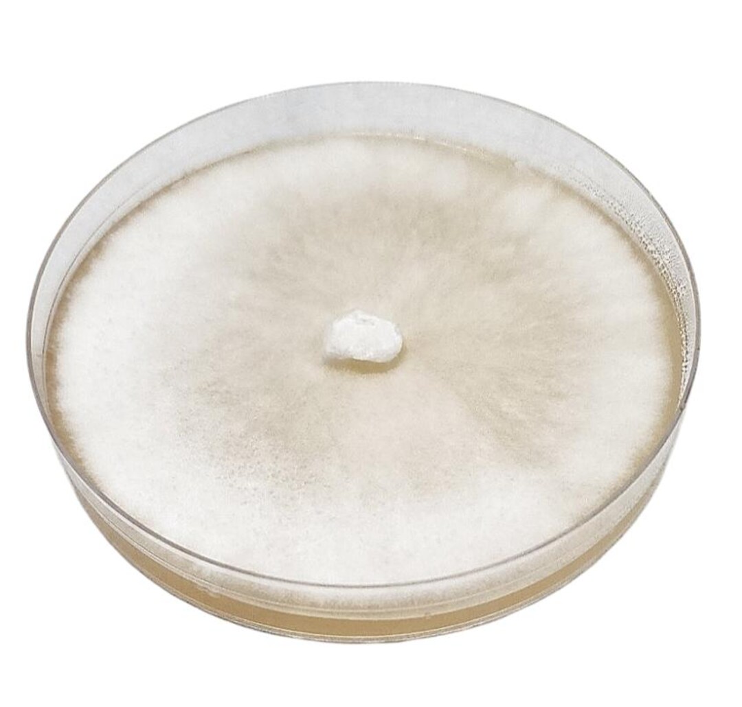 Mycelium Agar Plate Culture - Etsy