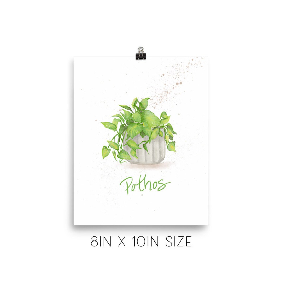 The House Plant - Pothos - Poster - Etsy