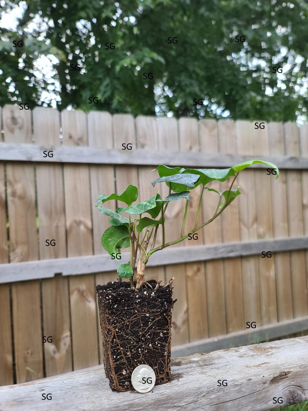 Algerian Ivy Live Plant Please Read Descriptions - Etsy