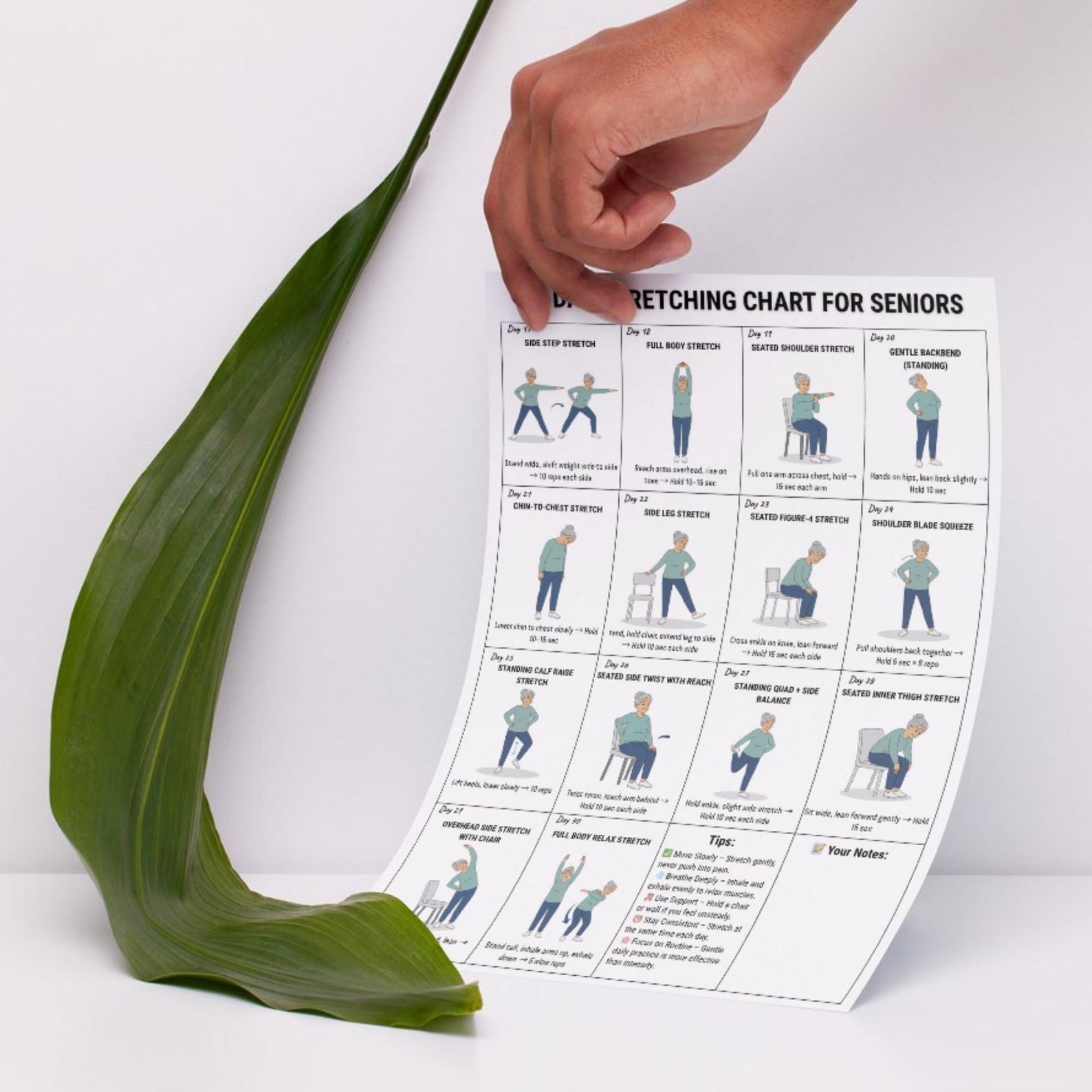 30 Day Stretching Chart for Seniors | Gentle Daily Stretch Routine ...